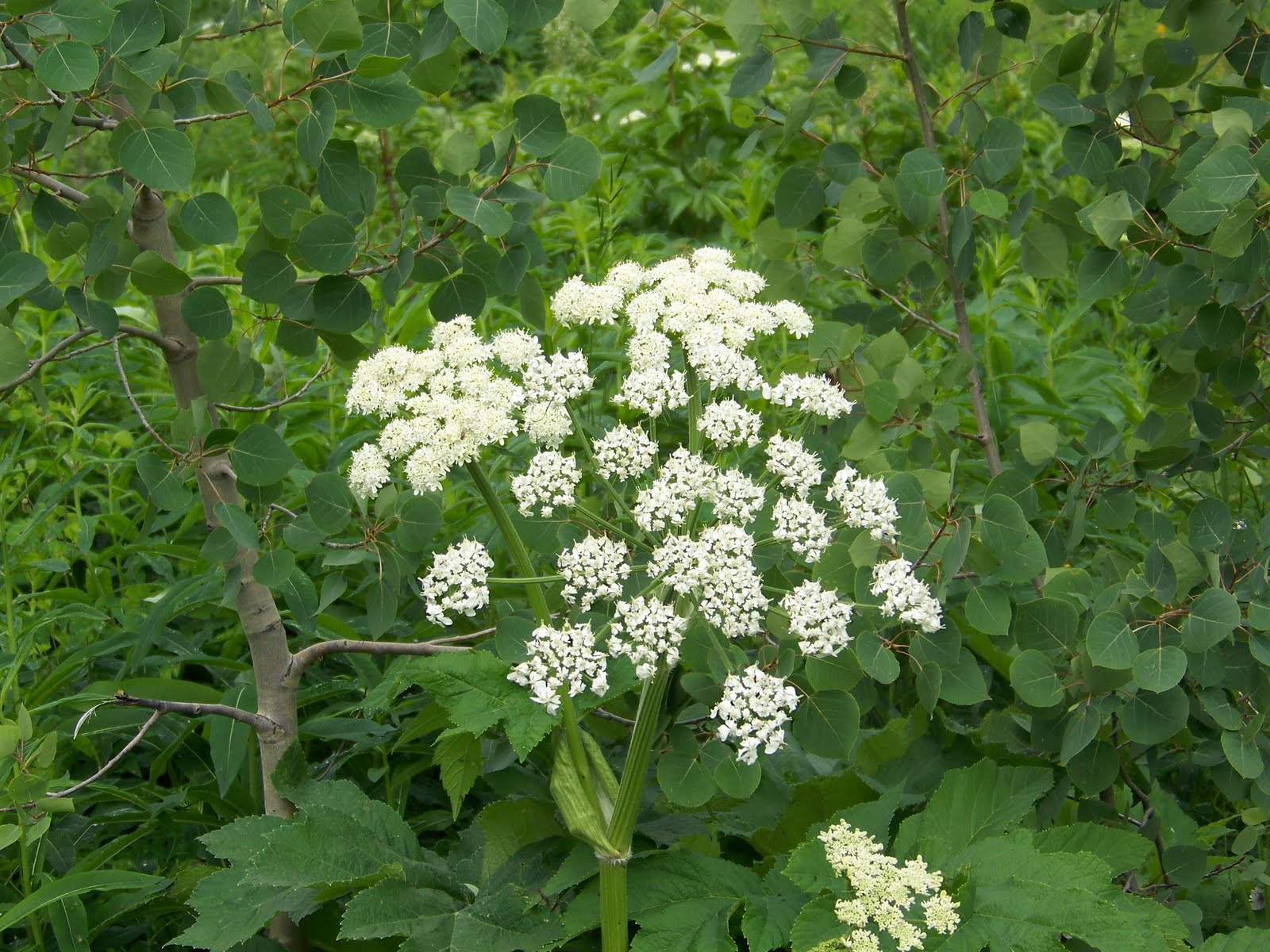 Our Nature: The Flowers at the Maroon Bells