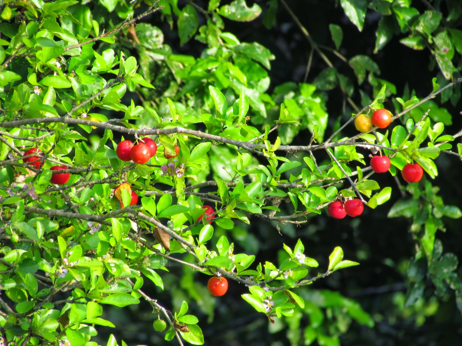 DIÁRIO COM A NATUREZA: 22 DE ABRIL - ACEROLA - FRUTA - FLOR - MALPIGHIA ...