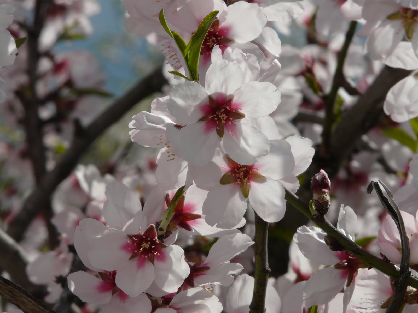 maite ikaran: Almedros en flor- Almond blossoms