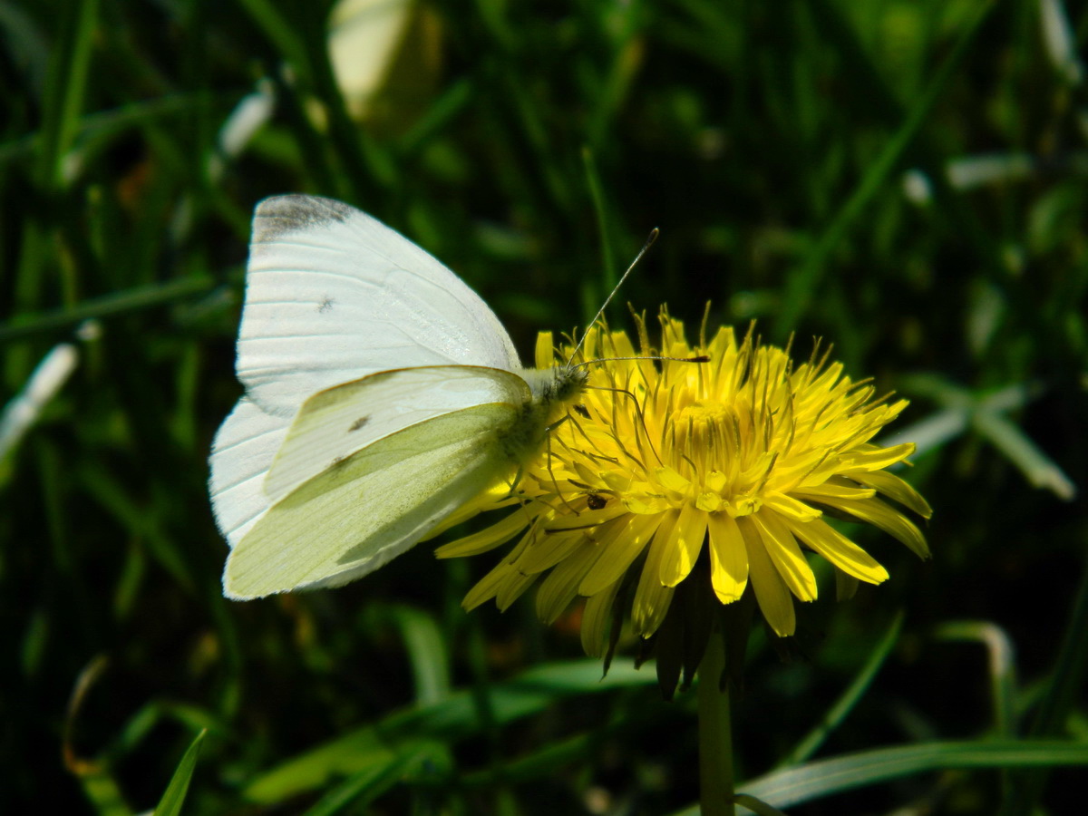 LA MULTI ANI, ROMANIA!: Fluturi albi pe flori de camp