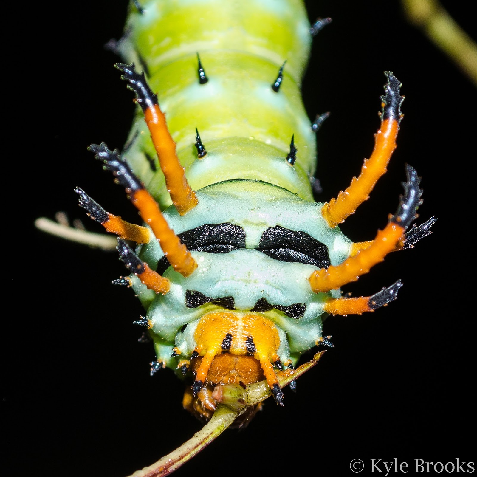On the Subject of Nature: Hickory Horned Devil