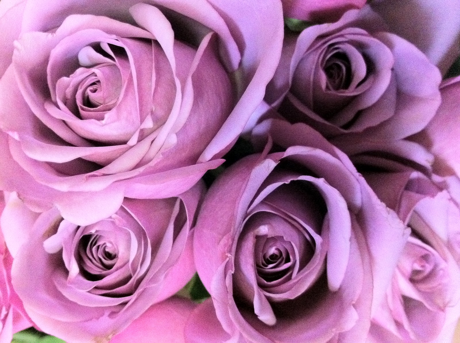 The Enchanted Petal: Lovely is the Rose