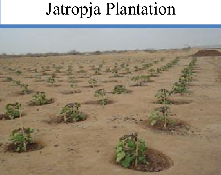 Jatopha to biodiesel ~ Bio Fuels Blog