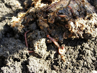 B:U:G:S: worm nests, fermented compost and building highly humic soil