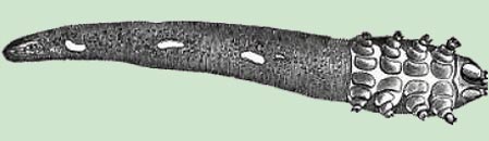 Vaidades da Rô: Cravo na pele pode ser um bichinho??