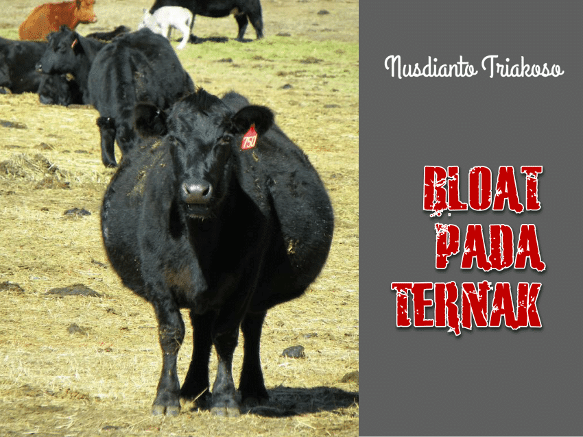 istilah dalam ternak ruminansia Prehensi Mastikasi Ensalivasi Deglutisi ...