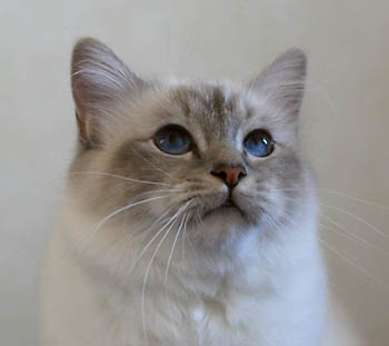 Valehto's Heliga Birma - Helig Birma, Katt, Katteri, Uppfödare, Lena ...