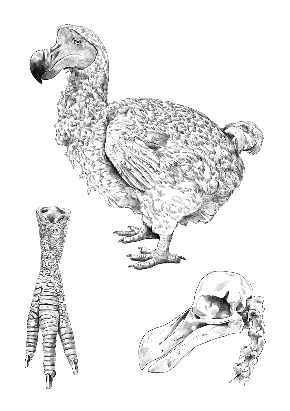 The last Dodo - Justine Lecouffe