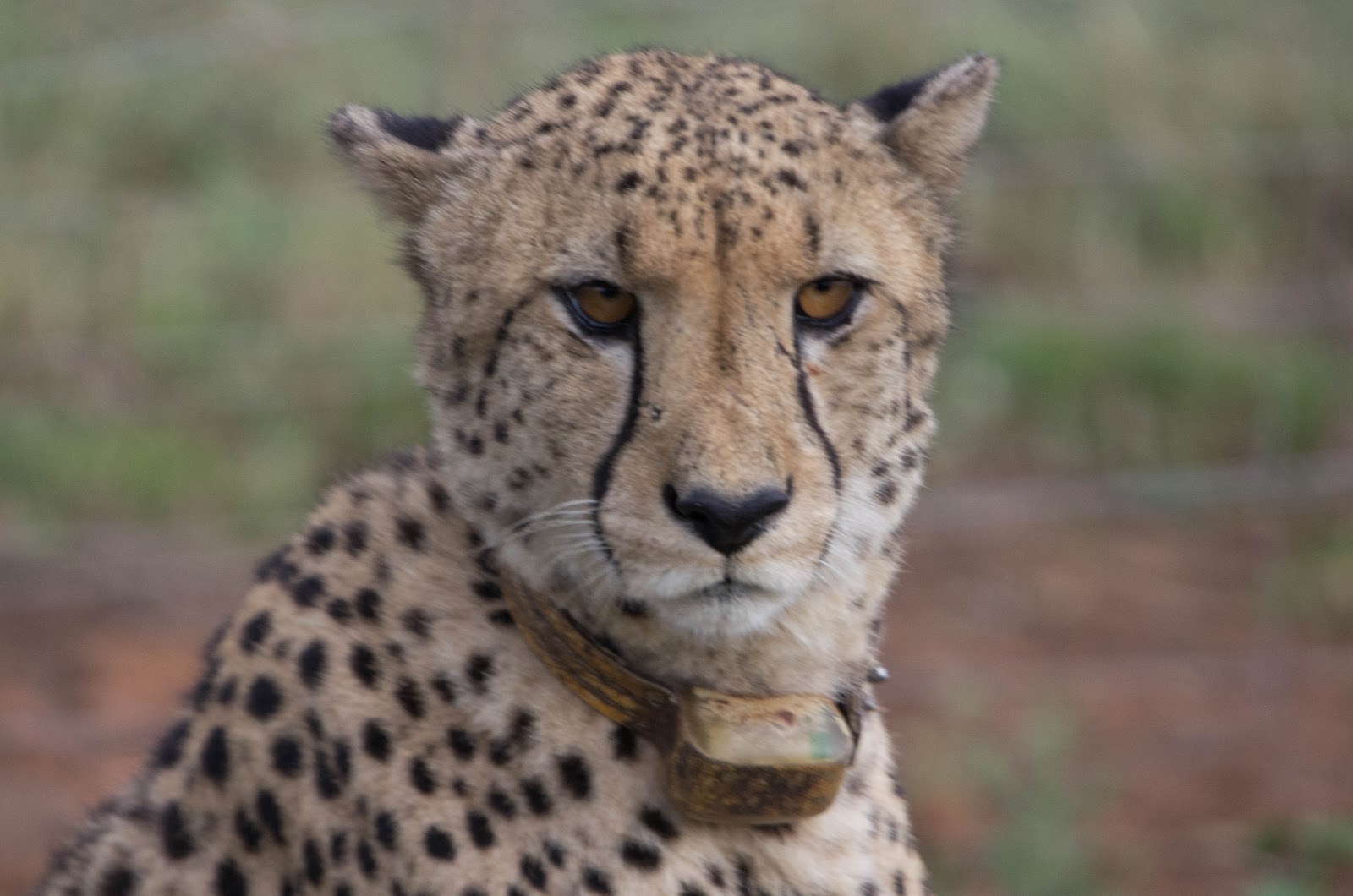 Travels and Birds: Cheetahs - Up Close and Personal