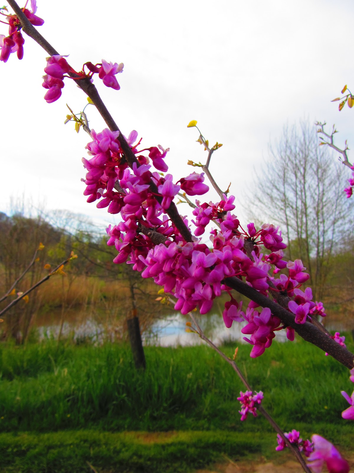 Morris Arboretum: Native Flowering Trees in the Natural Areas