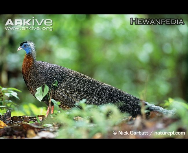 Hewan Unggas - Burung Kakau Raja | Khusus Dewasa