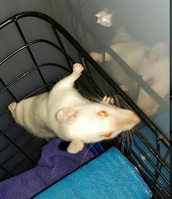 Happy Tails - Worcester Foster Rats