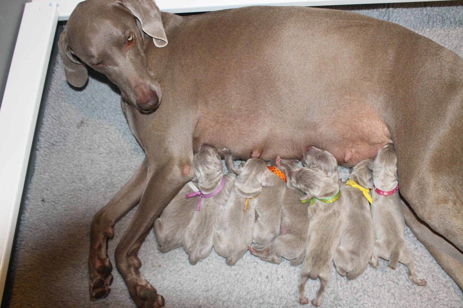 Grayhart Weimaraners: J-S Pups Day 2: A New Look