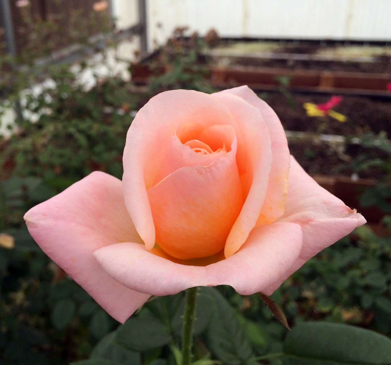 Rose Hybridizing: Last Blooms of the Year 2014