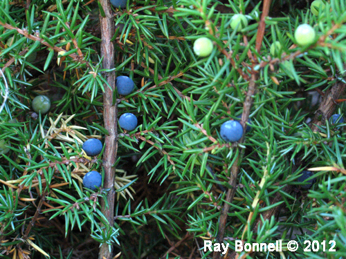 Sketches of Alaska: Creeping and Common Juniper in my front yard
