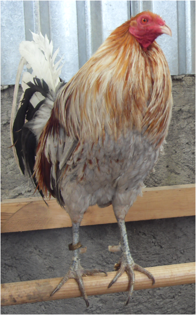 JI GALLOS: Gallo Cenizo (Miner Blue)