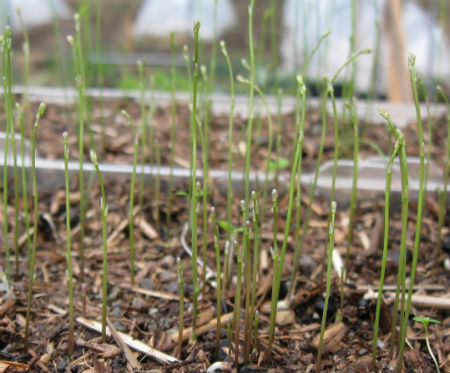 How To Grow Asparagus From Seed Indoors | Garden How