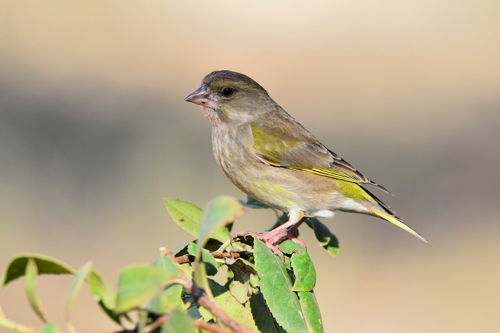 PHOTONATURE: Passeriformes (I)