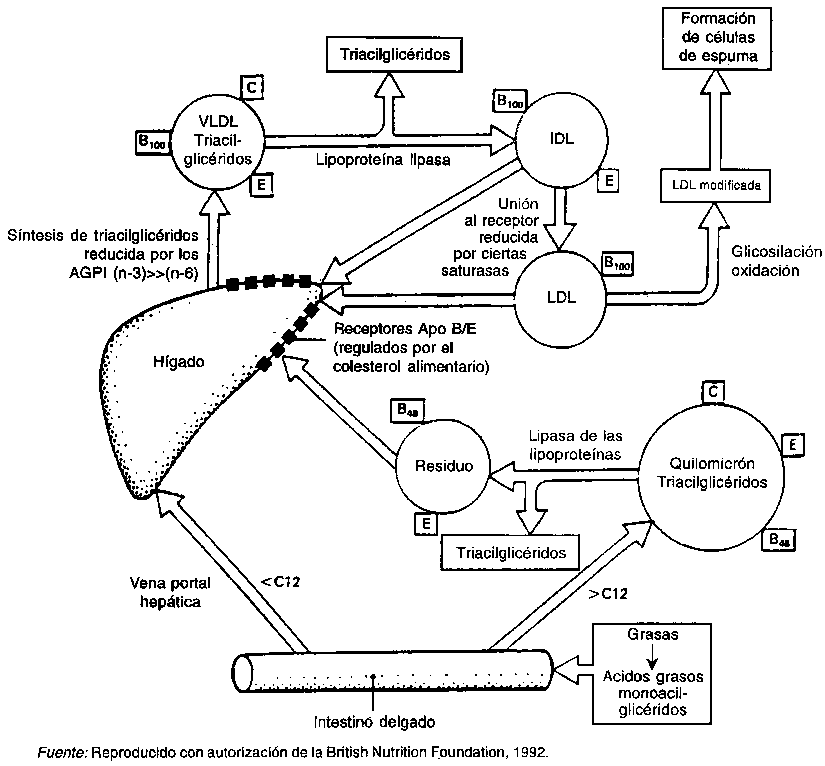 ¿Se puede saber algo más de nutrición?: Lípidos: Absorción y metabolización