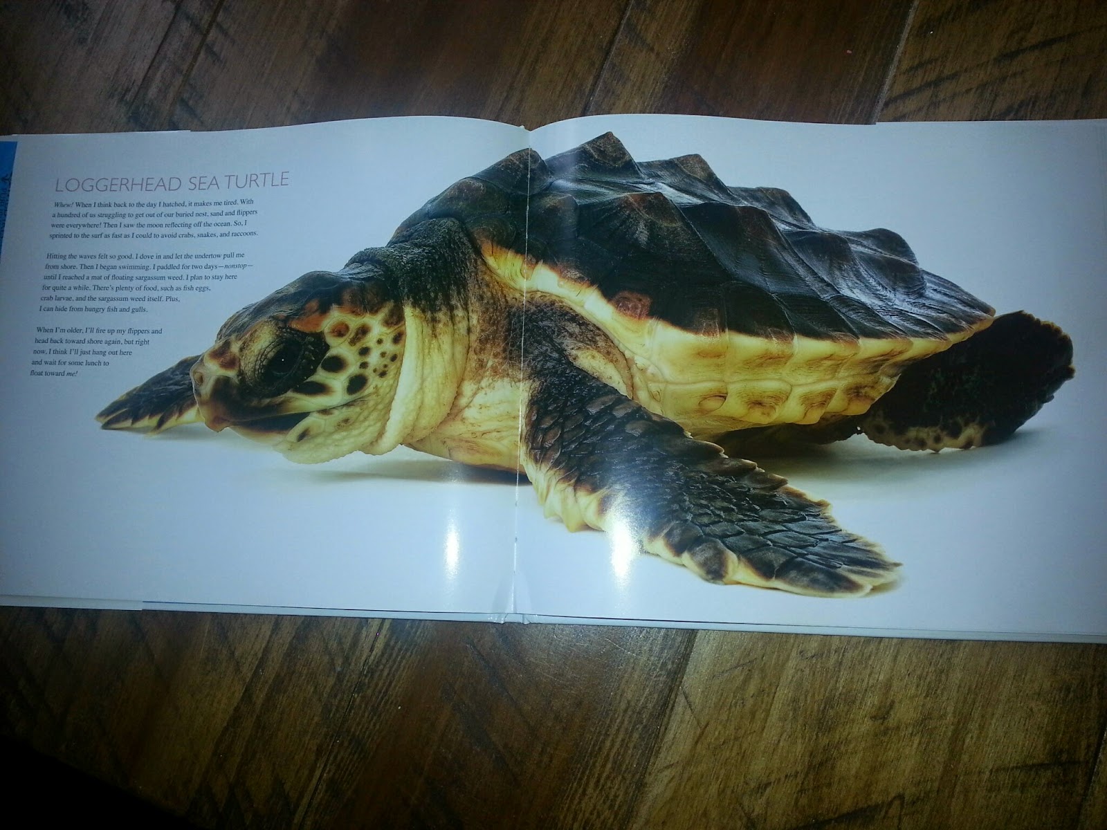 Experience Marine Life Like Never Before: Curious Creatures Marine # ...