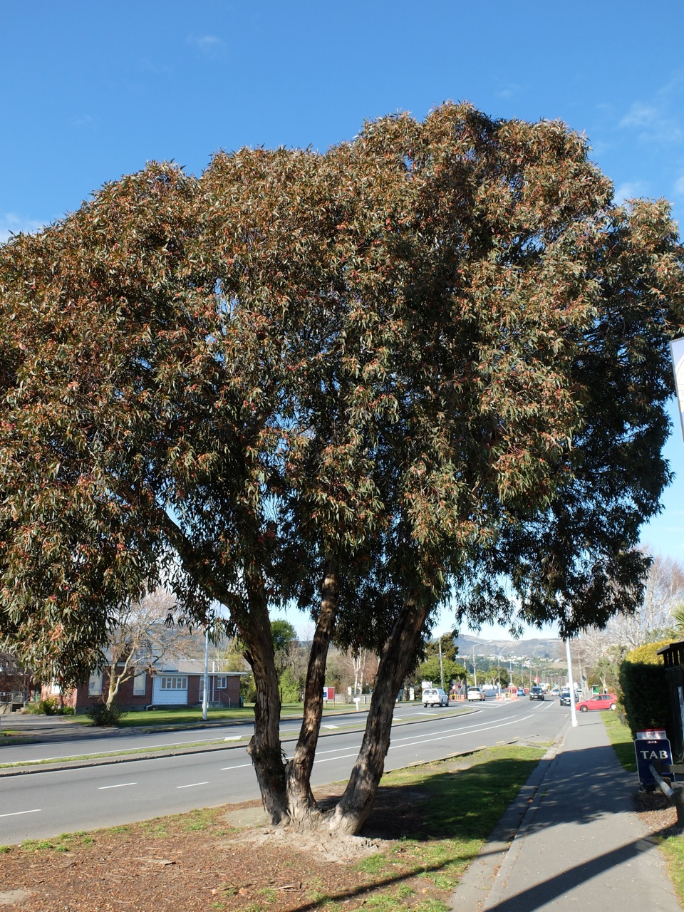 Halswell Community Blog: The bellbird tree