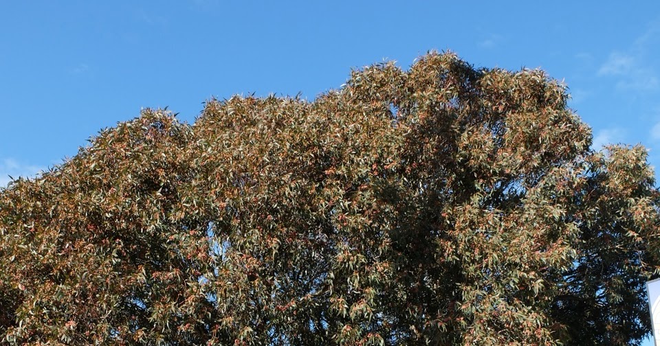Halswell Community Blog: The bellbird tree
