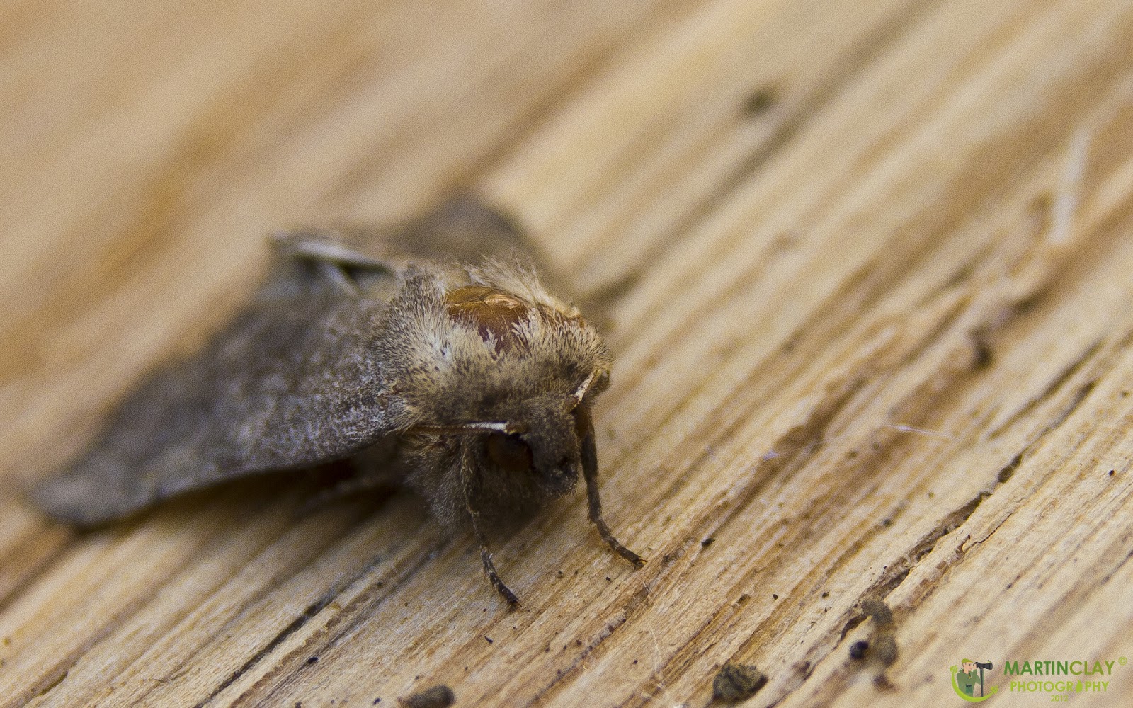 Martin Clay Photography: Moth Trapping - August 2012