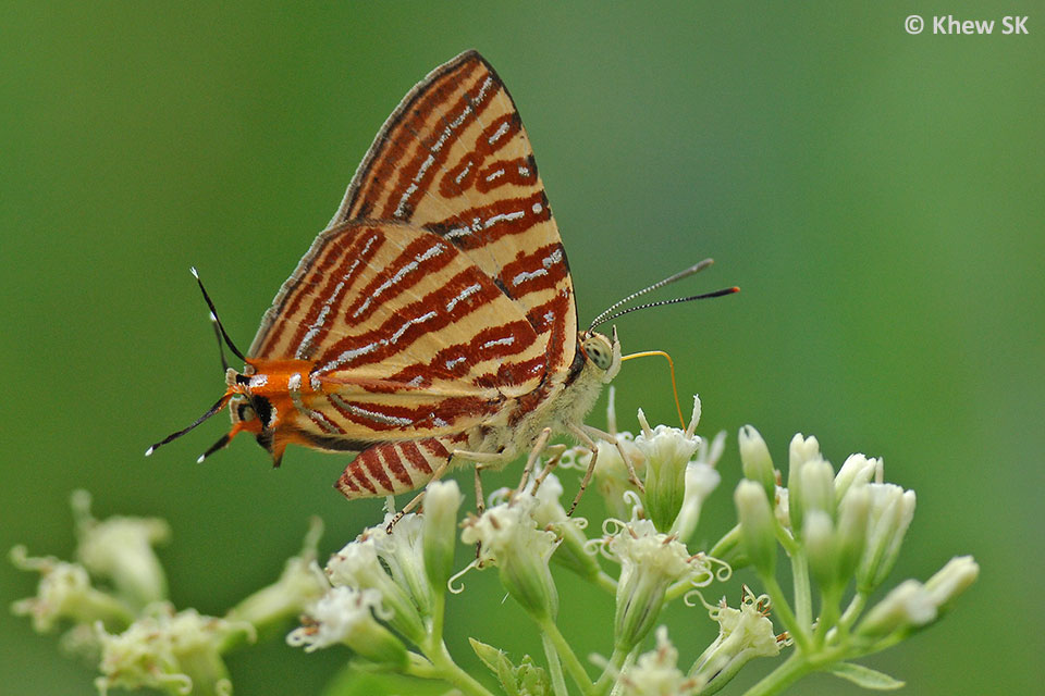 Butterflies of Singapore: Favourite Nectaring Plants #10