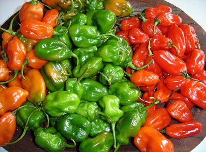 Agropecuaria Dominicana...: Ají