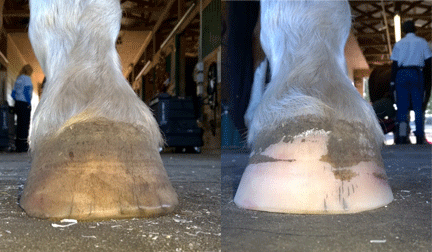 The Perfect Hoof: Balancing Act or Act of Balance