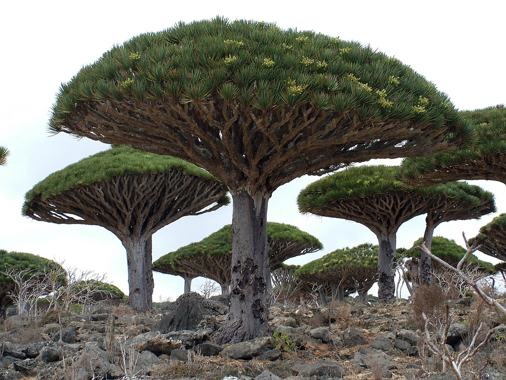 -The NARK news-: Top 10 Amazing Trees