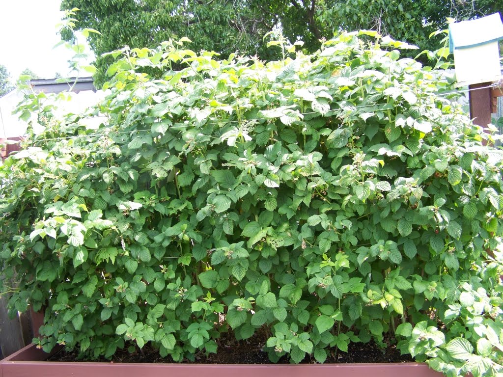 Annie's Kitchen Garden: July 31, 2011 - The Raspberry Patch