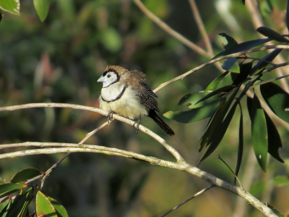 National Park Odyssey: Pelican Forest Track, Pelican Waters, Golden ...