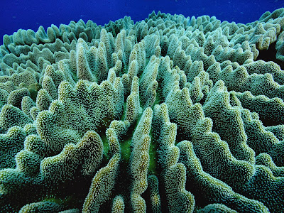 Coral marino wallpapers