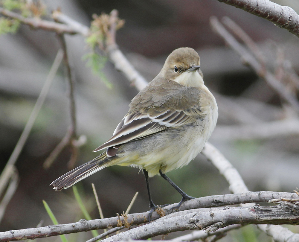 Another Bird Blog: Greece - Still Birding