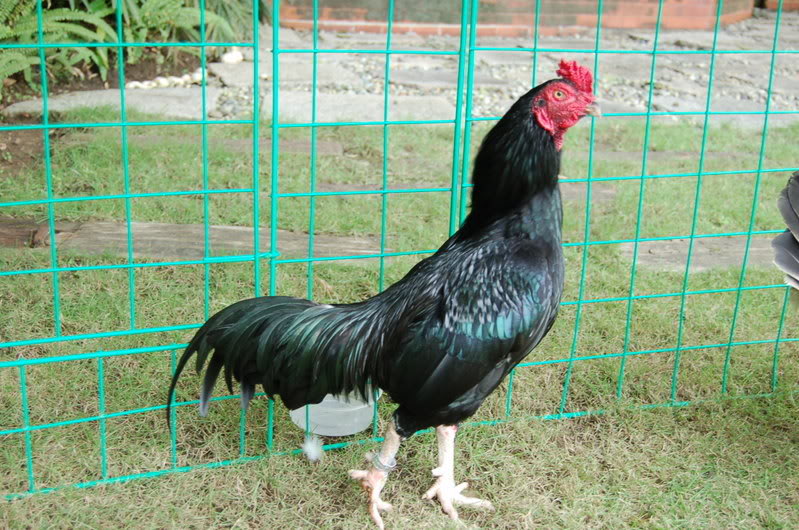 Fighting Rooster: Rampuri asil