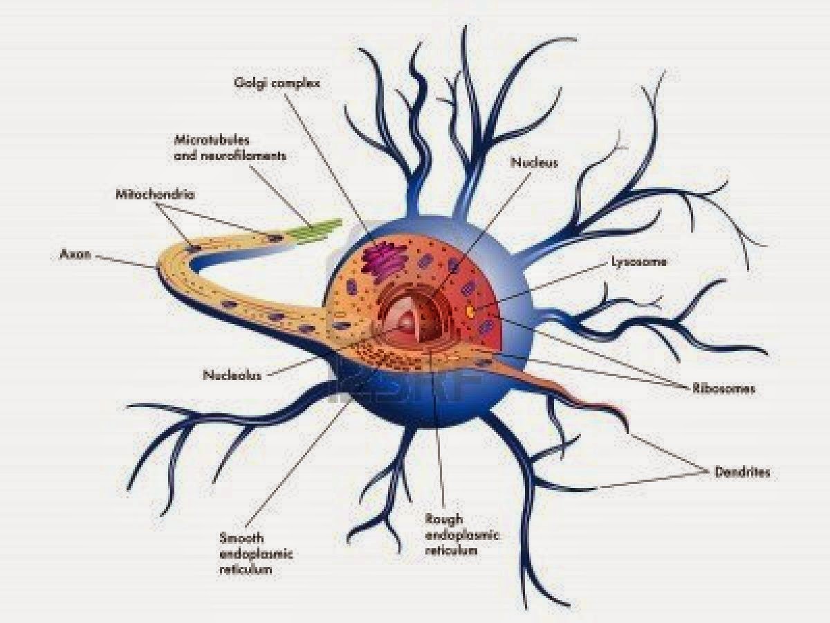 Neuropsicologia : LA NEURONA