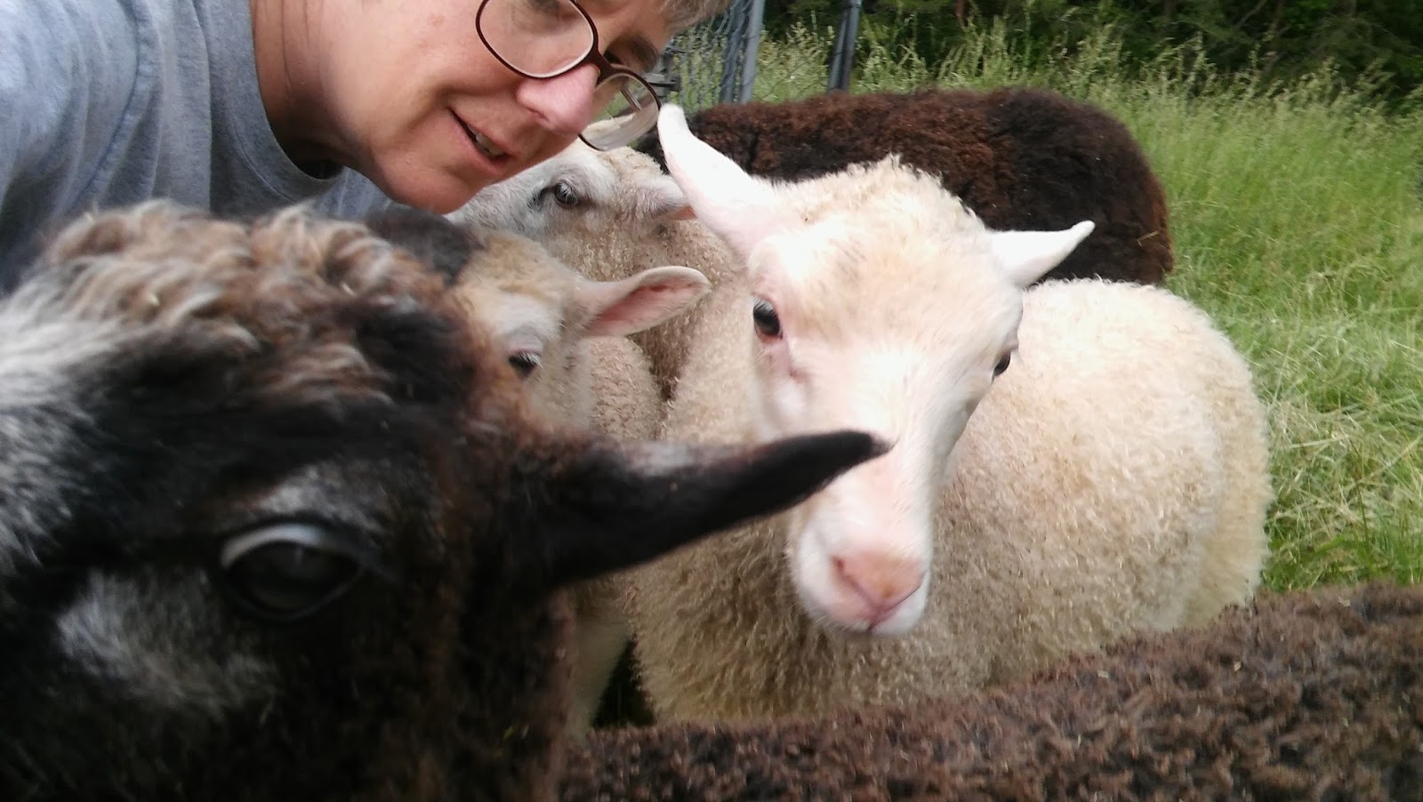 FarmGirl's Homestead Sheep: Finnsheep and Gulf Coast Natives