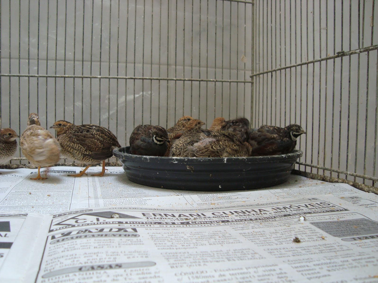 codorna chinesa: Codorna Chinesa Blue Face , Cinnamon (Canela) , Silver ...