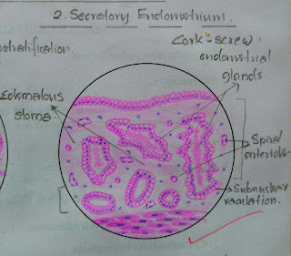 Histopathology Drawings: Secretory Endometrium