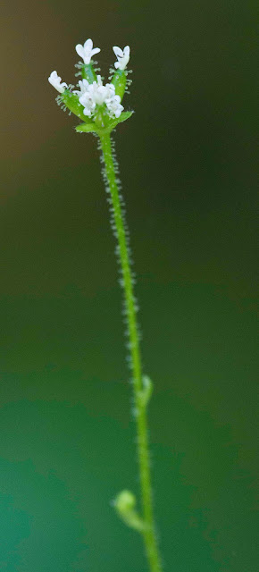 NWflora: Trail Plant or Pathfinder, Adenocaulon bicolor