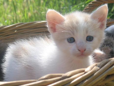 Imagenes-Fotos de gatos tiernos | IMAGENES, FRASES, POEMAS, PARA FACEBOOK, DE AMOR