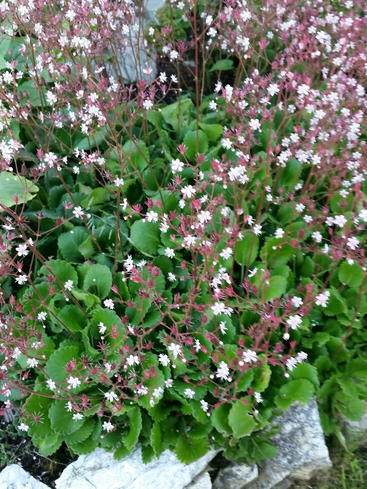 Eilas blogg: Mine stauder og hagebusker i hagen