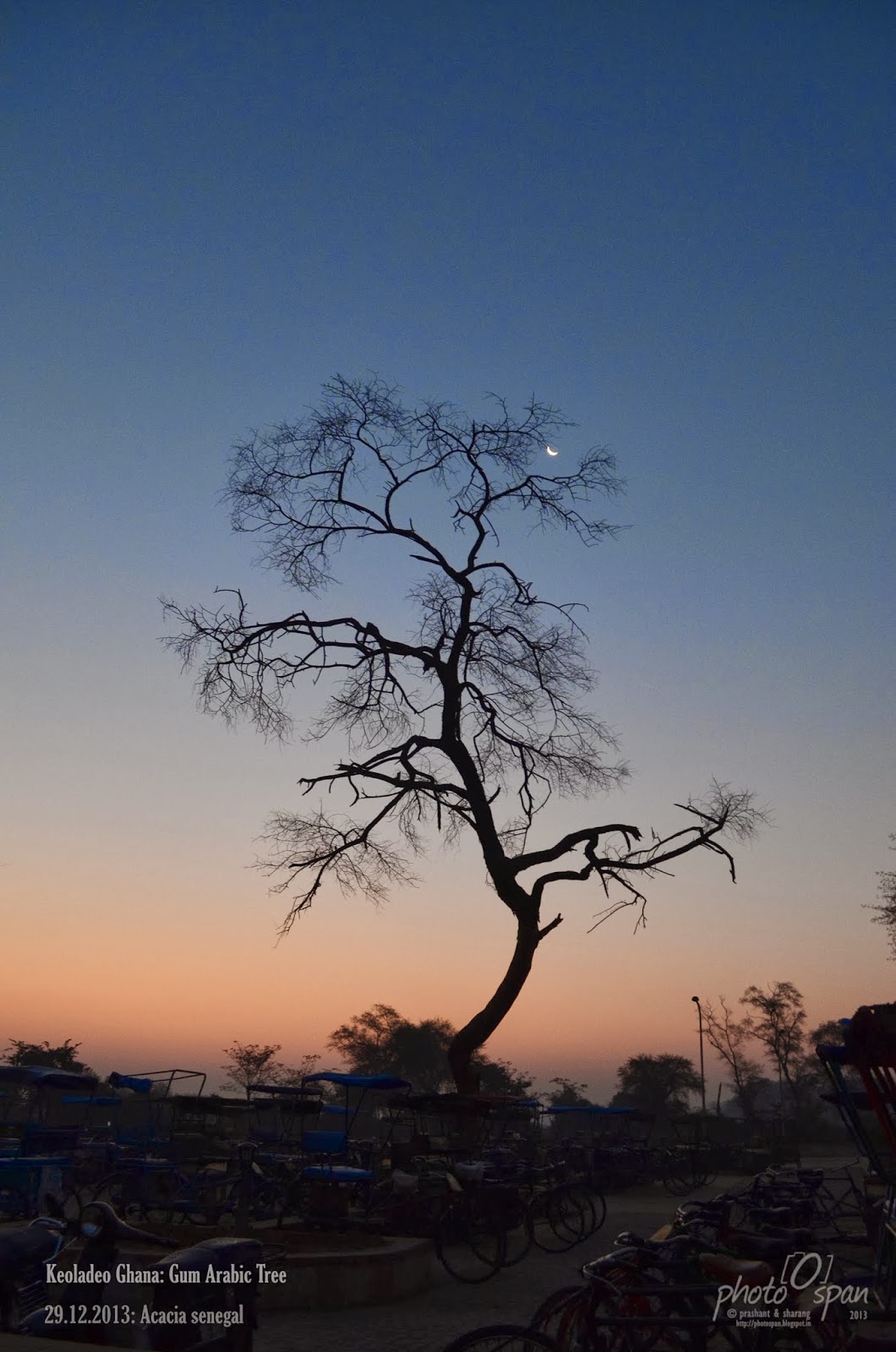 Gum Arabic Tree: Acacia senegal | Photo Span