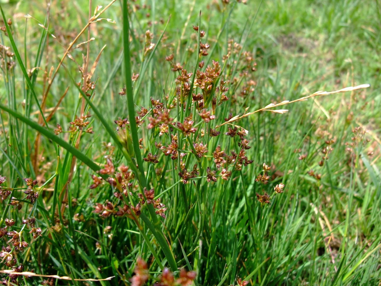 HERBAL PICNIC: RUSHES