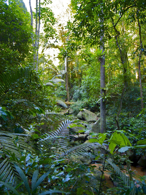 Fifty Two Weeks: A Malaysian Jungle Trek