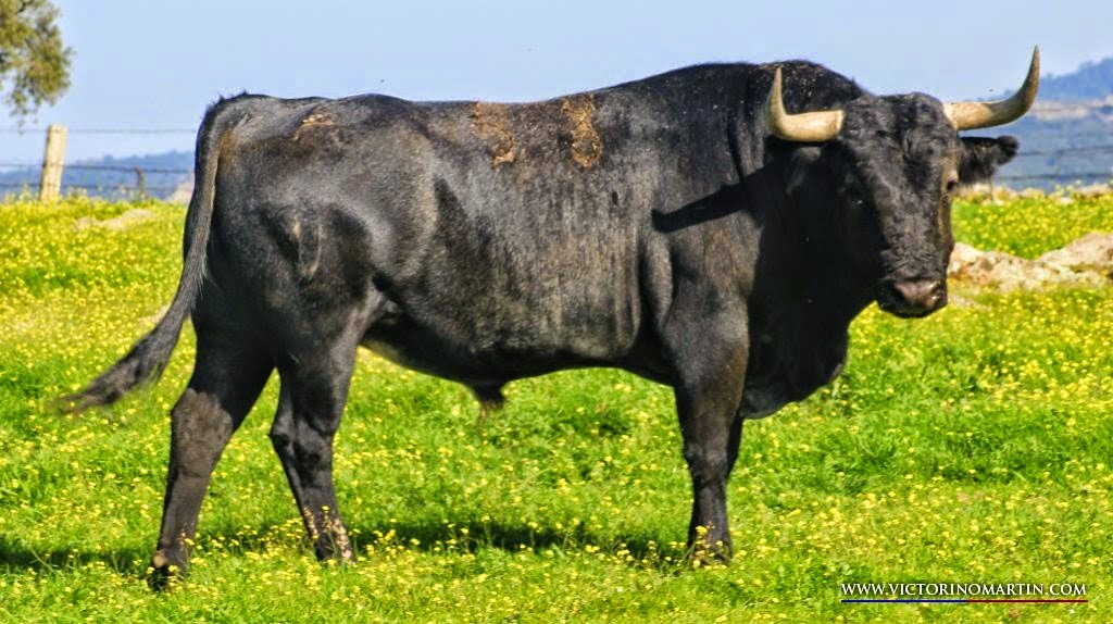 Venezuela de Feria: TOROS españoles a feria de San Sebastián