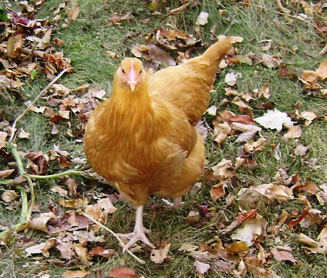 Orange is my favorite color.: Chickens