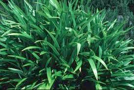 27+ Contoh Bunga Jaksi Super Keren - Informasi Seputar Tanaman Hias