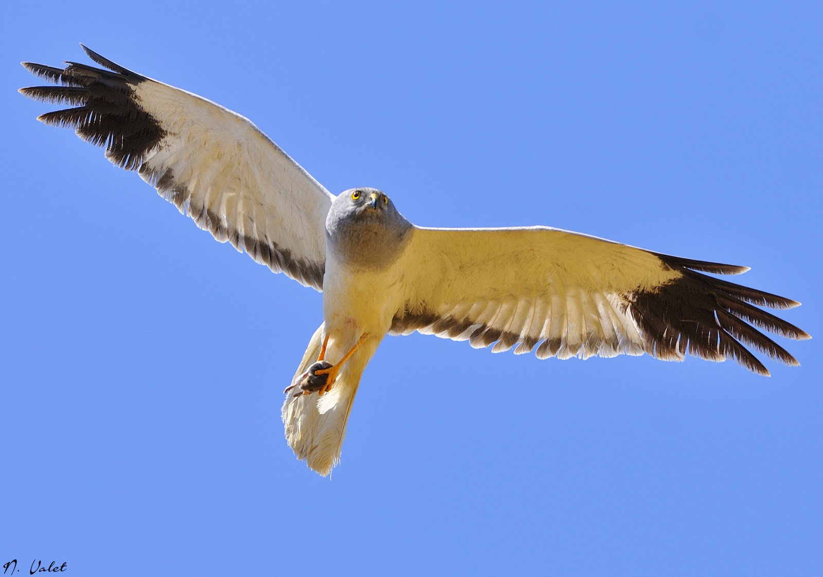 Fauneo: Busard Saint-Martin